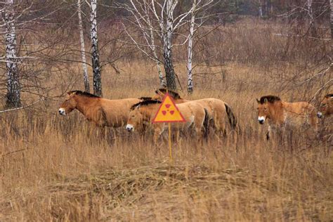 Chernobyl Mutations Animals Chernobyl Mutations Animals