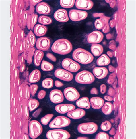 Basic Connective Tissue Microscope Slide Set