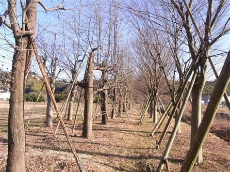 名句に教わるー1蕪村斧入て香におどろくや冬こだち 続 曇りのち快晴