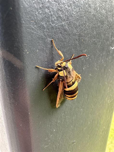 Found This Hornet Mimic Bug A Few Days Ago Rawwnverts