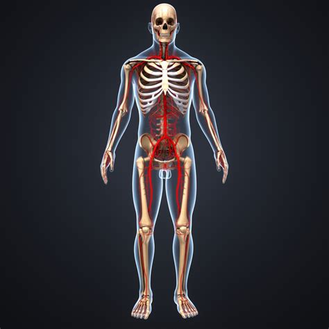 골격과 동맥이있는 신체 3d 모델 249 Obj Ma Free3d
