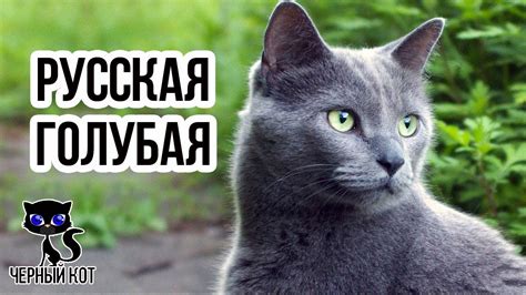 Русская голубая кошка короткошерстная порода голубого окраса с зелеными глазами Youtube
