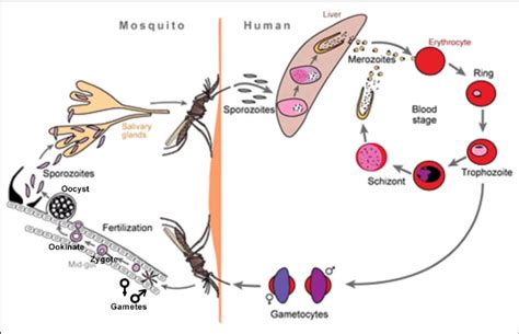 Schematic Overview Of The Life Cycle Of P Falciparum The Life Cycle