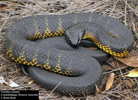 Notechis Scutatus The Reptile Database