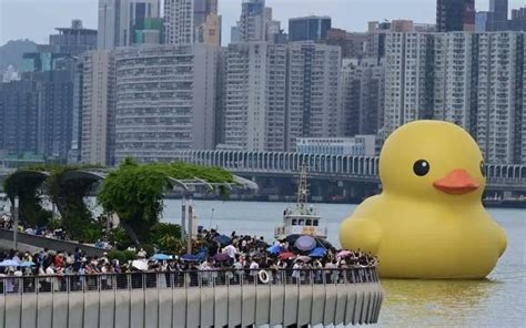 中國日報亞太 on Twitter 橡皮鴨二重暢圓滿閉幕 荷蘭藝術家霍夫曼創作的 橡皮鴨二重暢6月18日於 香港 維多利亞
