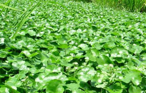 ဝ က်သား တန်ပူရာကြော် ။ ခရမ်းသီး တန်ပူရာကြော် ။ မှိုတန်ပူရာကြော် ကြော်နည်း Xin Cooking Facebook