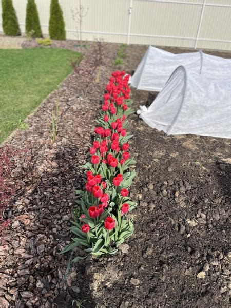 Купить Луковицы Тюльпанов в Украине Недорого Florium