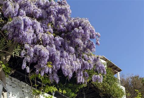 Branches Of Wisteria Wisteria Sinensis Close Up Grow In The Garden