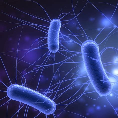 How To Identify Contaminated Foods With E Coli Milerd