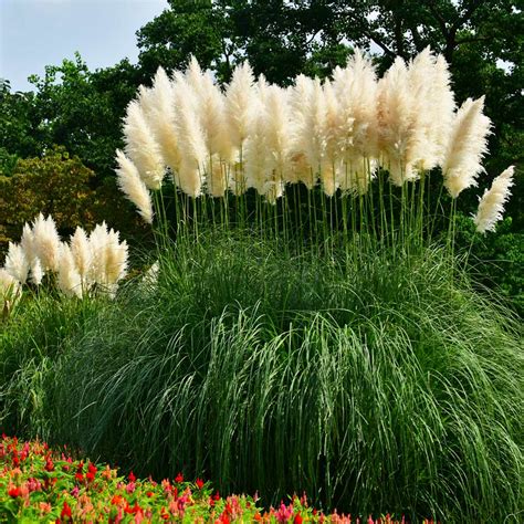 Pampas Grass For Sale