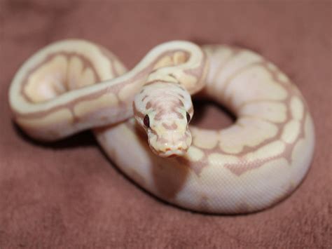 Different Banana Ball Python Morphs At Christie Llamas Blog