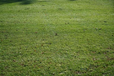 Meadow At The Edge Of The Forest Vegetattion With Lush Green Grass And