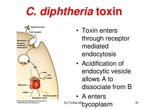 Diphtheria Toxin ~ Everything You Need To Know With Photos Videos