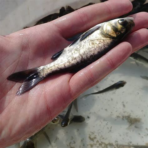 کپور فیش مرکز تکثیر و فروش انواع بچه ماهی