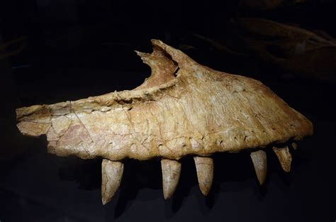 Carcharodontosaurus Size Skull And Facts Britannica