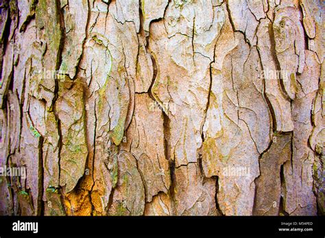 Bark Wooden Texture Background Brown Tree Bark Background Texture Stock Photo Alamy