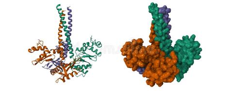 Structure Of The Human Line 1 Orf1p Trimer Stock Illustration Illustration Of Color Biology