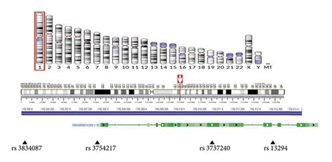 Location Of The Extracellular Matrix 1 Gene And Single Nucleotide