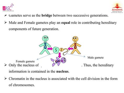 Chromosomal Theory Of Inheritance Ppt Genetics Science