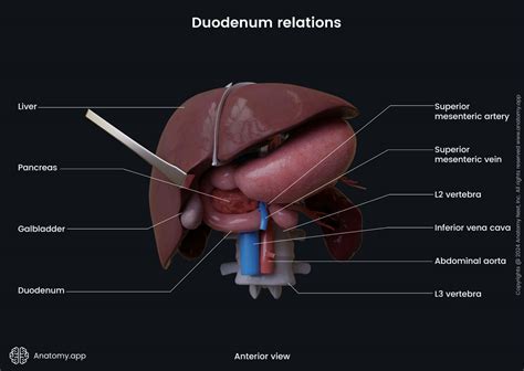 Duodenum Relations Anatomy App