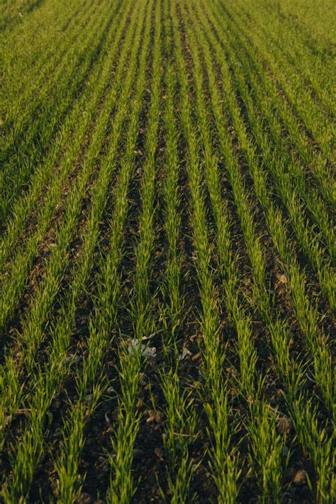 무료 사진 호 밀 어린 나무 평지 농업 농촌 토양 시리얼 필드 농지 시골