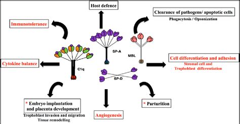 Figure 3 From Role Of Collectins And Complement Protein C1q In Pregnancy And Parturition