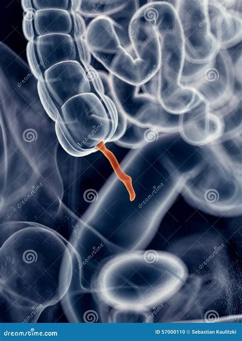 The Appendix Stock Illustration CartoonDealer Com