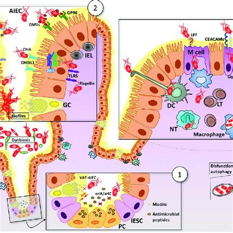 Pdf Adherent Invasive Escherichia Coli In Inflammatory Bowel Disease