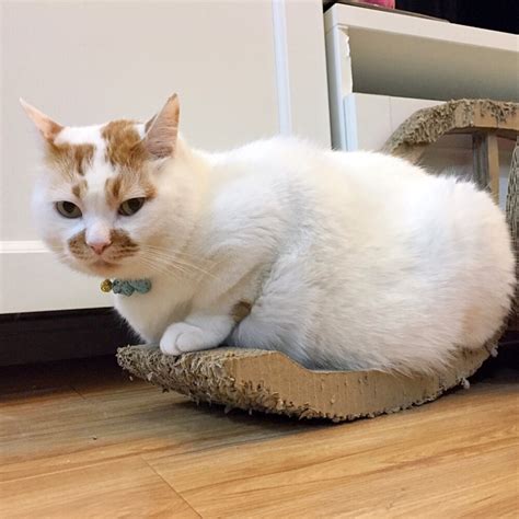 楼楼 猫 可爱 萌宠 表情包 头像 沙雕 高清图片堆糖美图壁纸兴趣社区