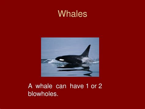 Ppt Amazing Whales Powerpoint Presentation Free Download Id5506295