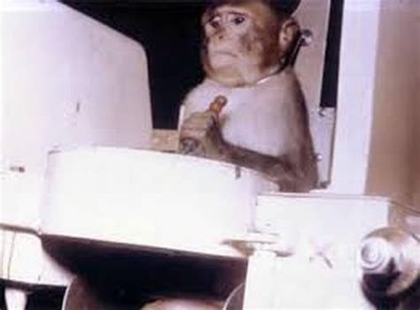 Hayvan Deneyleri Primat Denge Platformu Pep Deneyleri Yeşil Gazete