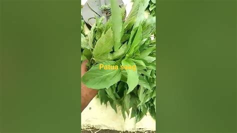 Patua Saag Youtube