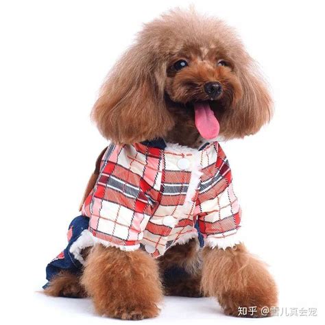 冬天给狗狗穿衣服真的是在保护它们吗 知乎
