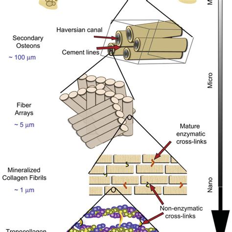 the structural hierarchy of bone at the smallest level at the scale
