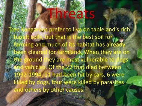 PPT Tree Kangaroo Endangered Species PowerPoint Presentation Free Download ID 2722629