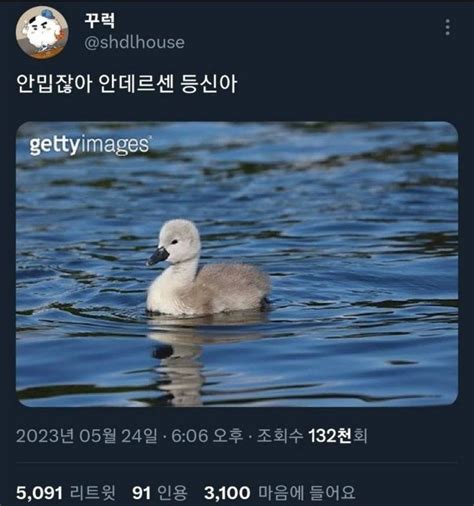 더쿠 미운 오리 새끼 실제 사진