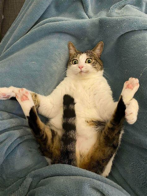26 Funny And Adorable Cats Barnorama