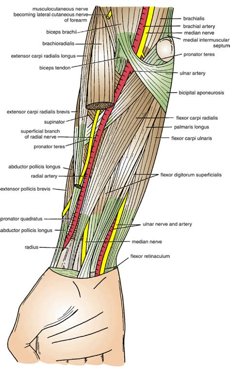 Forearm Nerve Block