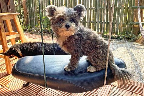 Pomapoo Dog Breed Information And Characteristics