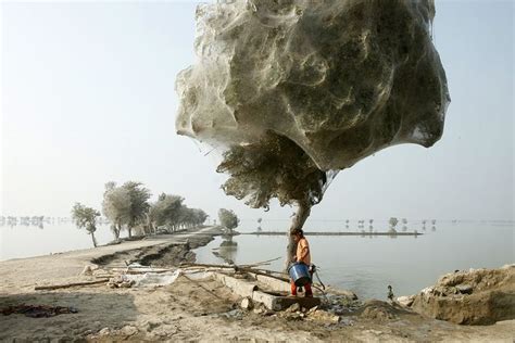 Trees Cocooned In Spiders Webs After Flooding In Sindh Pakistan National Geographic Photo