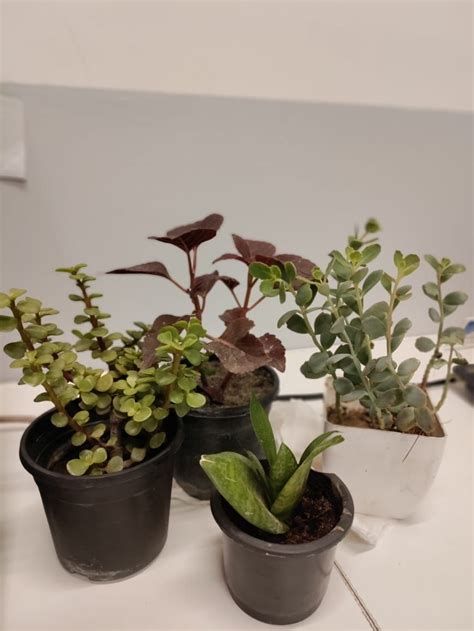 Pakhi Gupta On Linkedin Environment Plantation Sustainable Sunlight Cleanliness Environment…