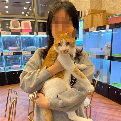 코리안숏헤어 순돌 시바견수명 푸들무료분양 대전고양이분양 제페니스스피츠 강아지보호소 시바견특징 유기견분양 평택강아지분양 빅토리아펫보호소 입양완료