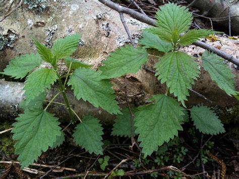 Urban Understories Stinging Nettle A Charismatic Plant