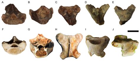 Oldest Co Occurrence Of Varanus And Python From Africa—first Record Of