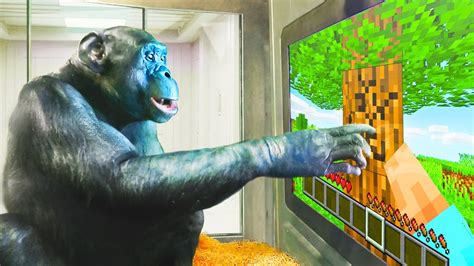 I Taught An Ape How To Play Minecraft YouTube