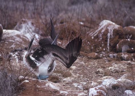 Blue Footed Booby Habitat