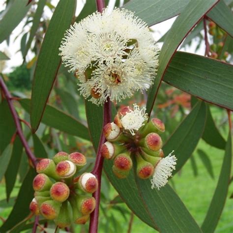 Eucalyptus Plant Vedic Paths