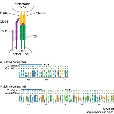 Mhc1 Pathway Components A Schematic Of A Tcr Mhc1 Cd8 Complex Is Shown Download Scientific