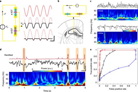 E Igts In Combination With D Igts Enable Real Time Non Linear Signal