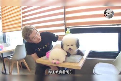 狗狗被分手后，以泪洗面不思吃喝，主人只能“强扭瓜”了吃喝主人狗狗